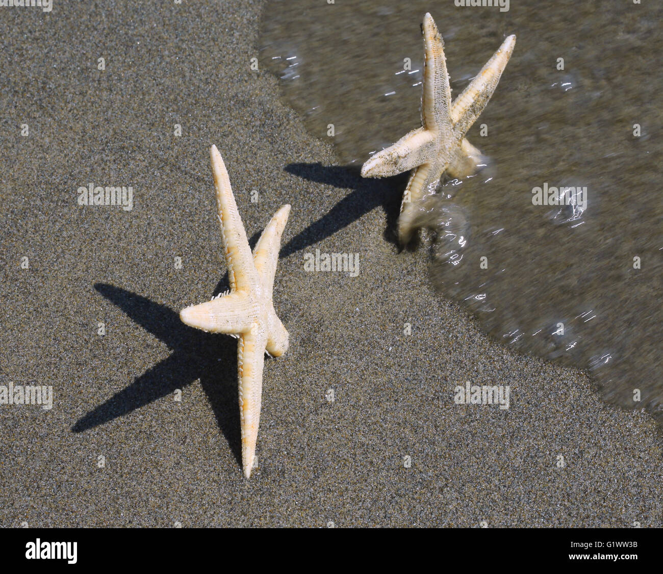 starfish asks for help to her girlfriend star fish before the wave back ...