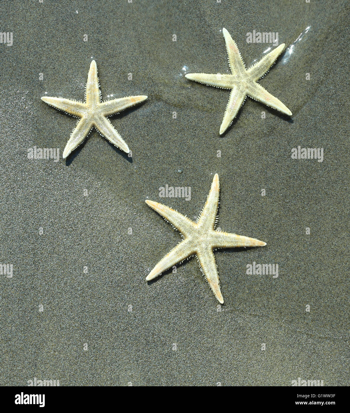 three big starfish with five toes on the shore of the ocean Stock Photo ...