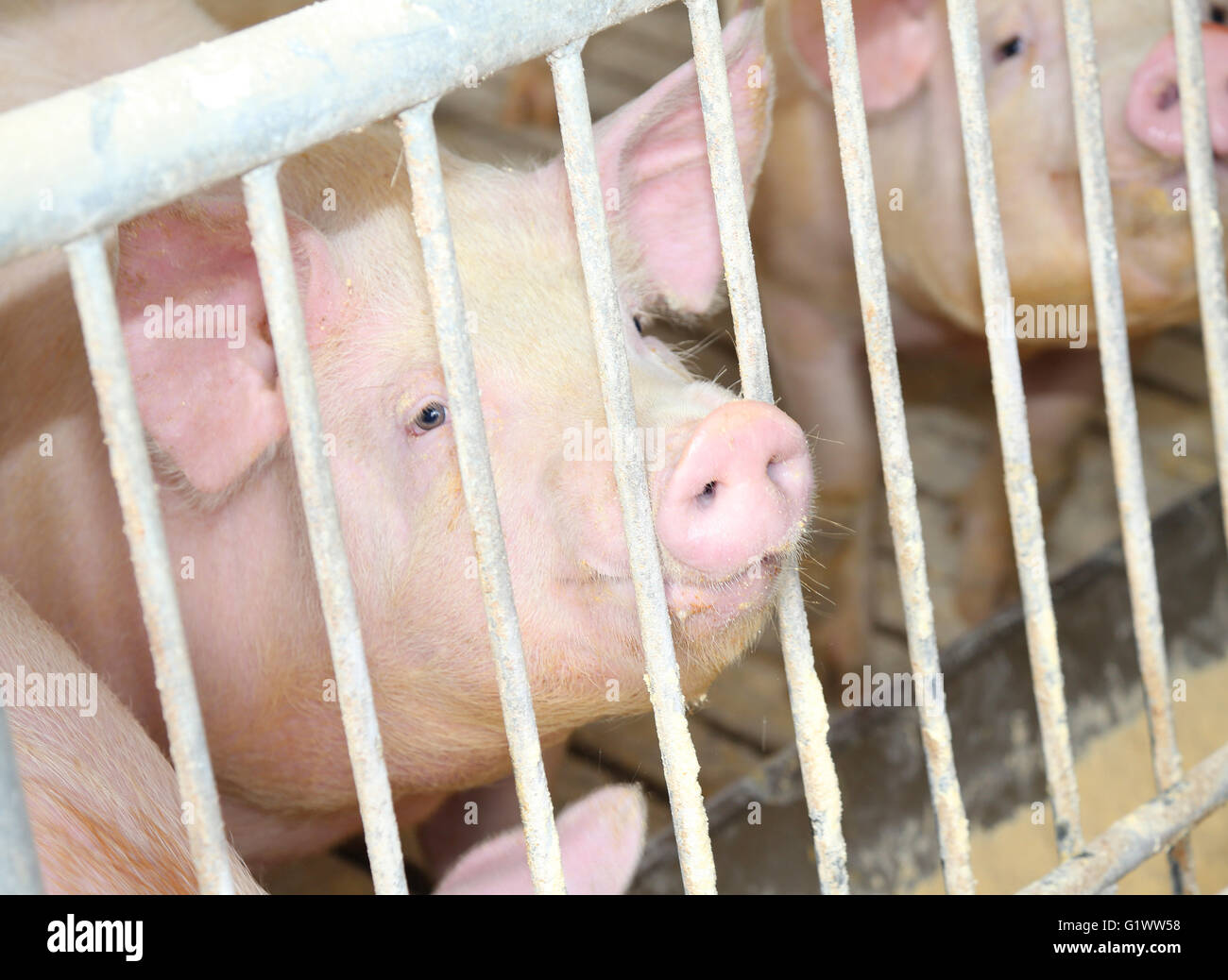 Big fat pigs in sty hi-res stock photography and images - Alamy