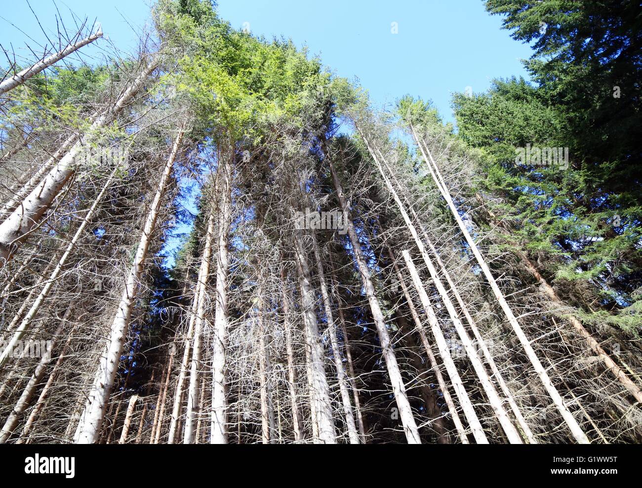 high trunks of trees in forest of conifers in mountains Stock Photo - Alamy