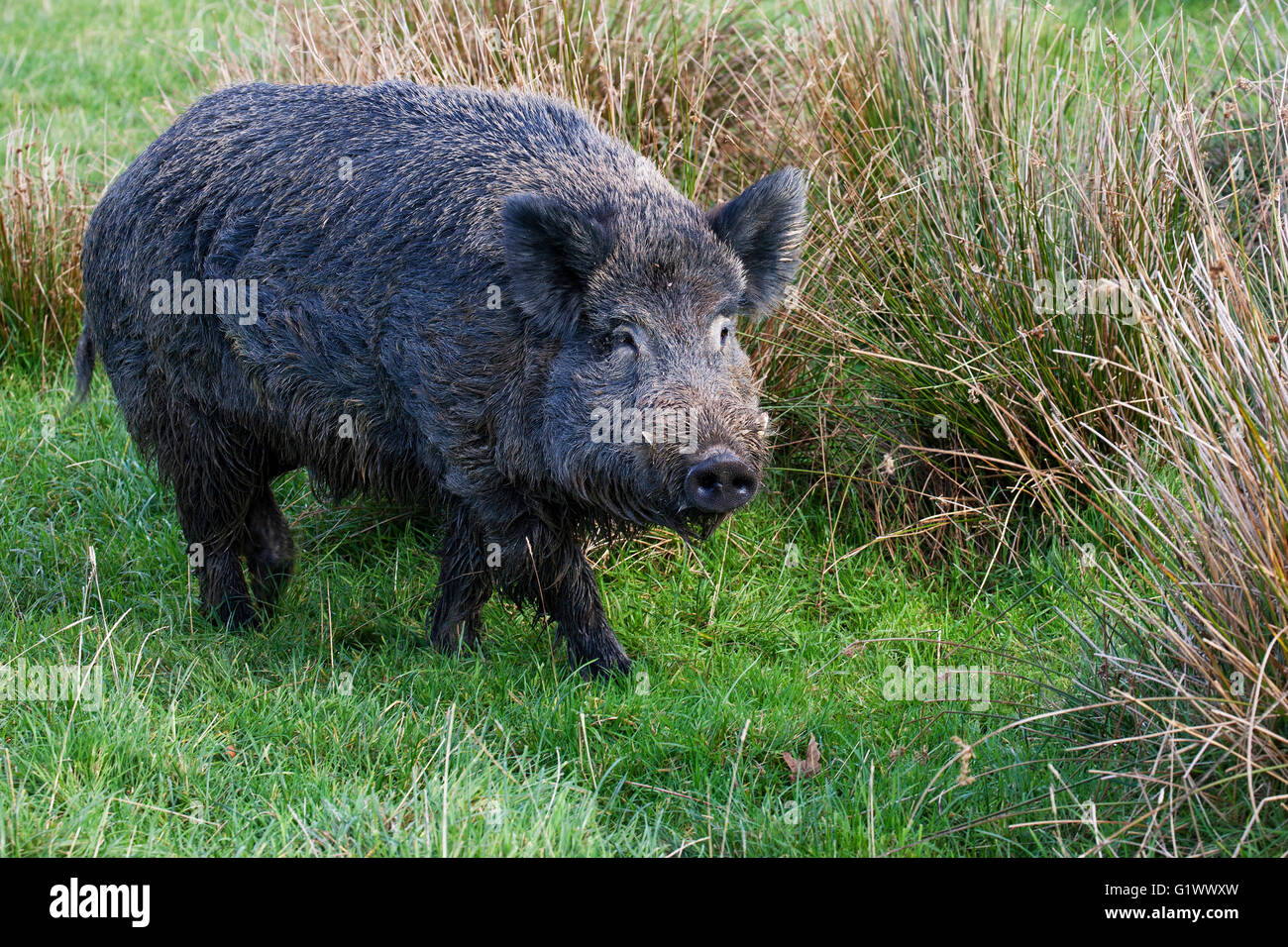 Wild boar Sus scrofa male [captive] West Country Wildlife Photography ...