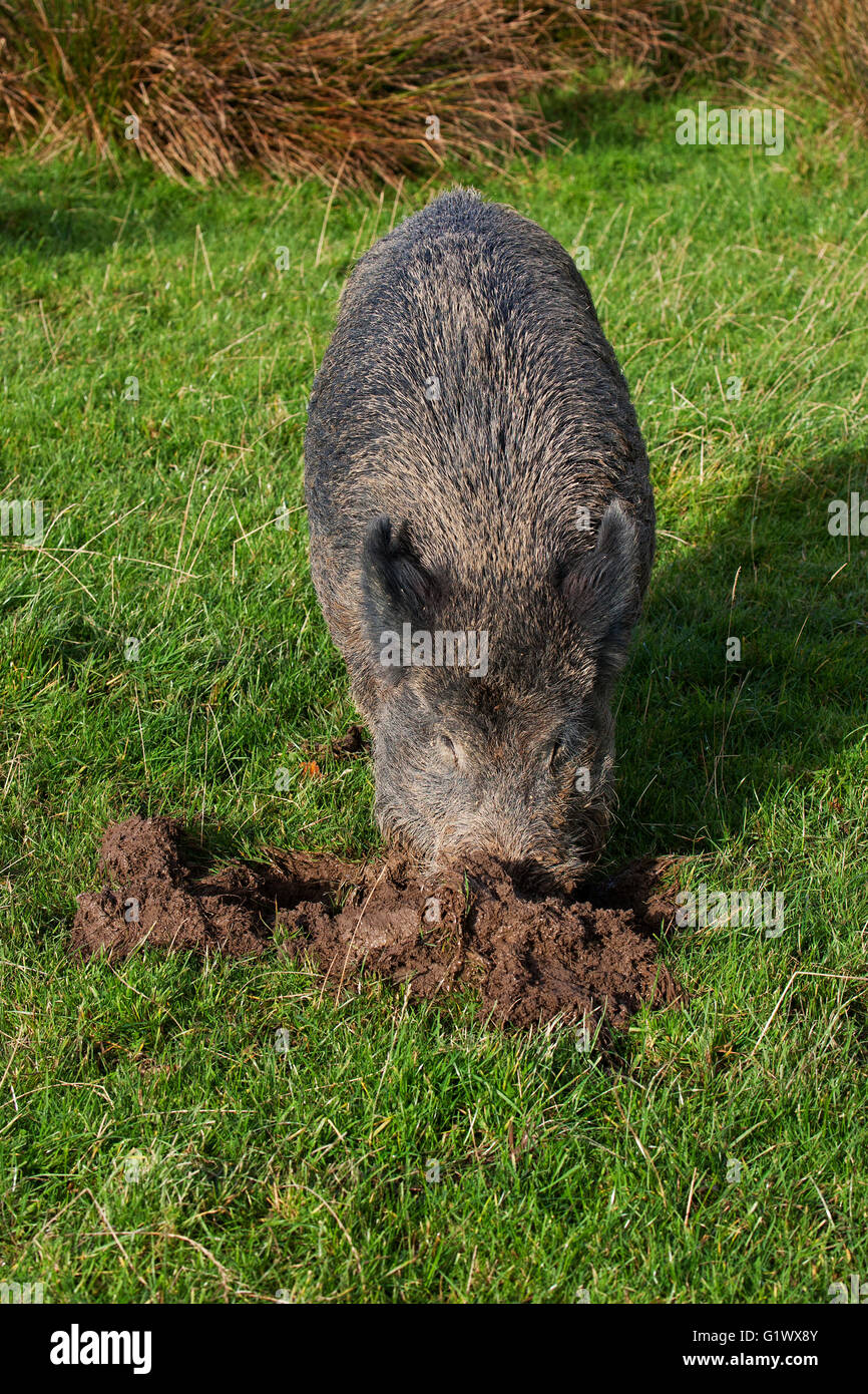 Wild boar Sus scrofa feeding [captive] West Country Wildlife ...