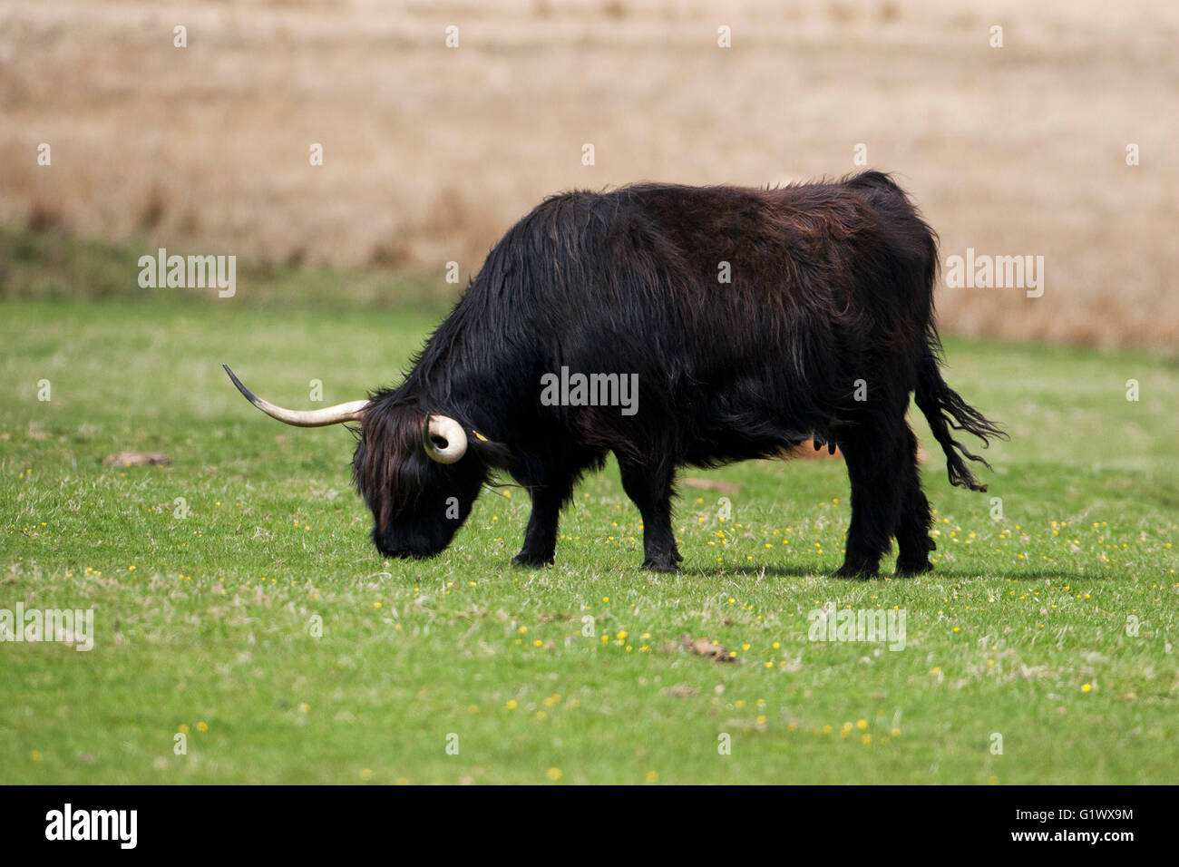 Black highland cattle hi-res stock photography and images - Alamy