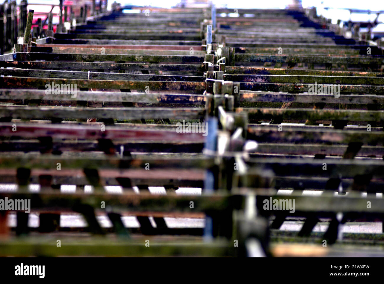 Animal pens on Auction ground, Malton, Yorkshire Stock Photo - Alamy