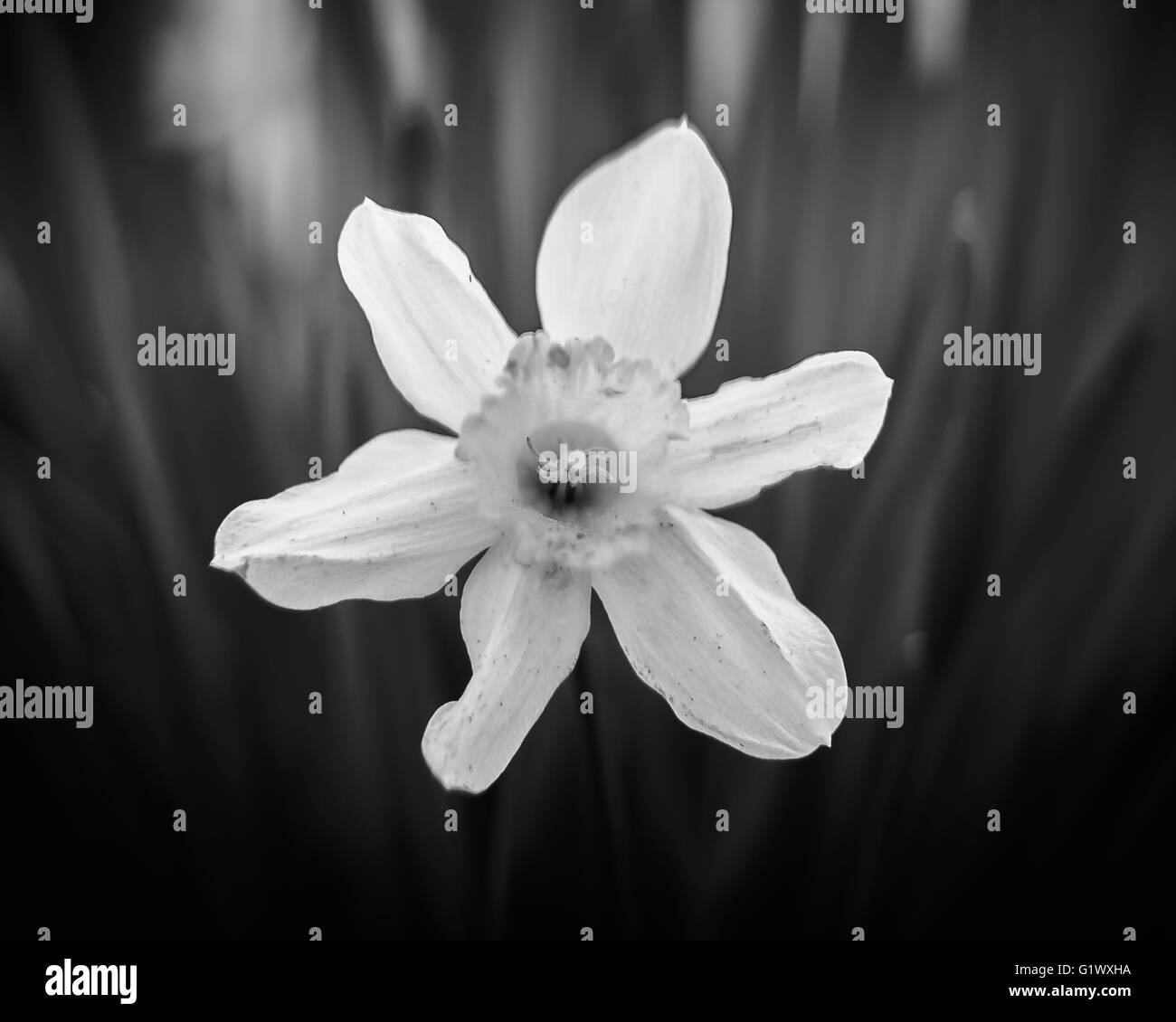 Daffodil bud Black and White Stock Photos & Images - Alamy