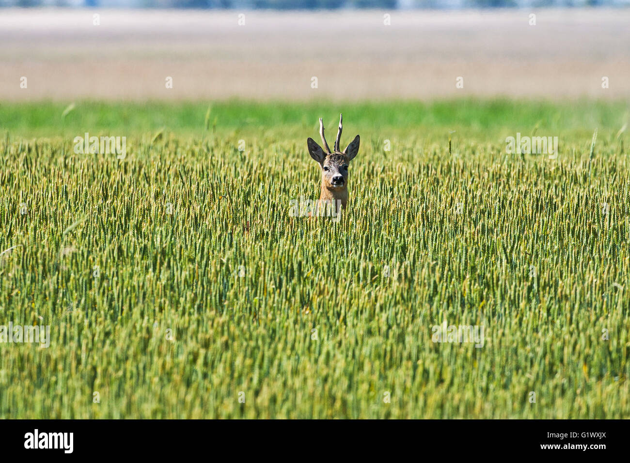 Roe deer Capreolus capreolus buck in cereal crop near Tiszaalpar ...