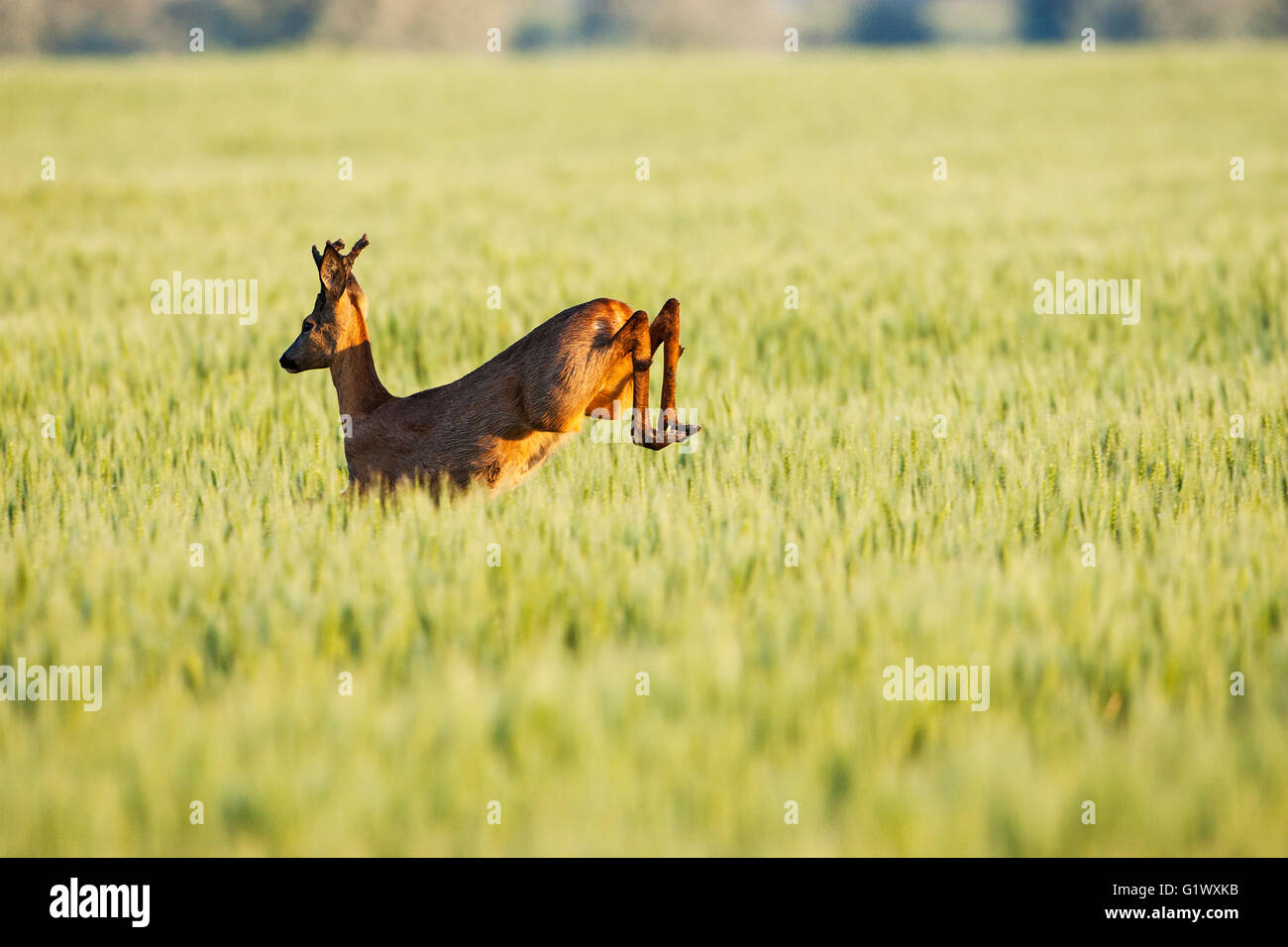 Roe deer Capreolus capreolus buck running through barley crop near ...