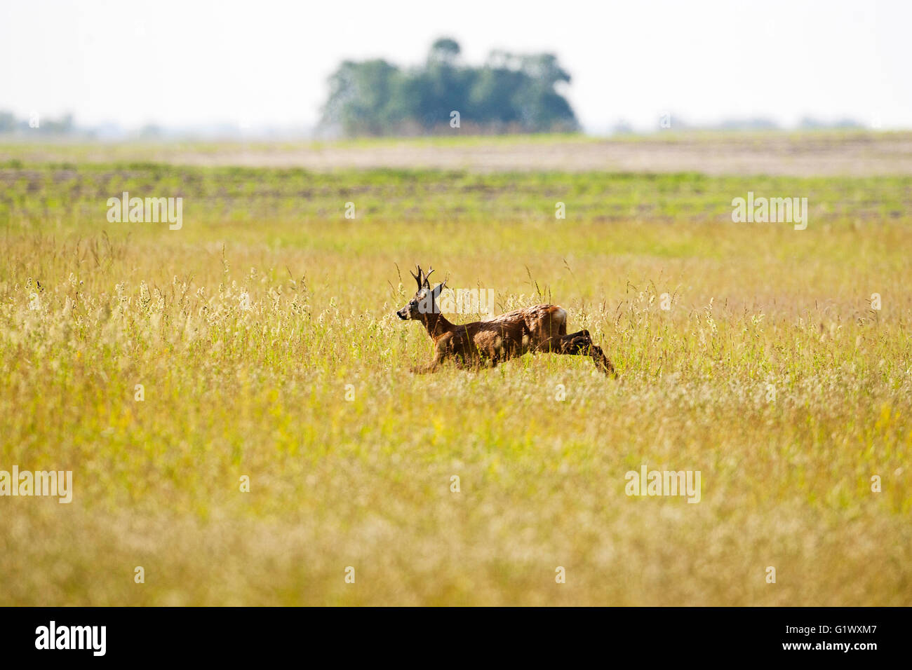 Roe deer Capreolus capreolus buck running through grassland near ...