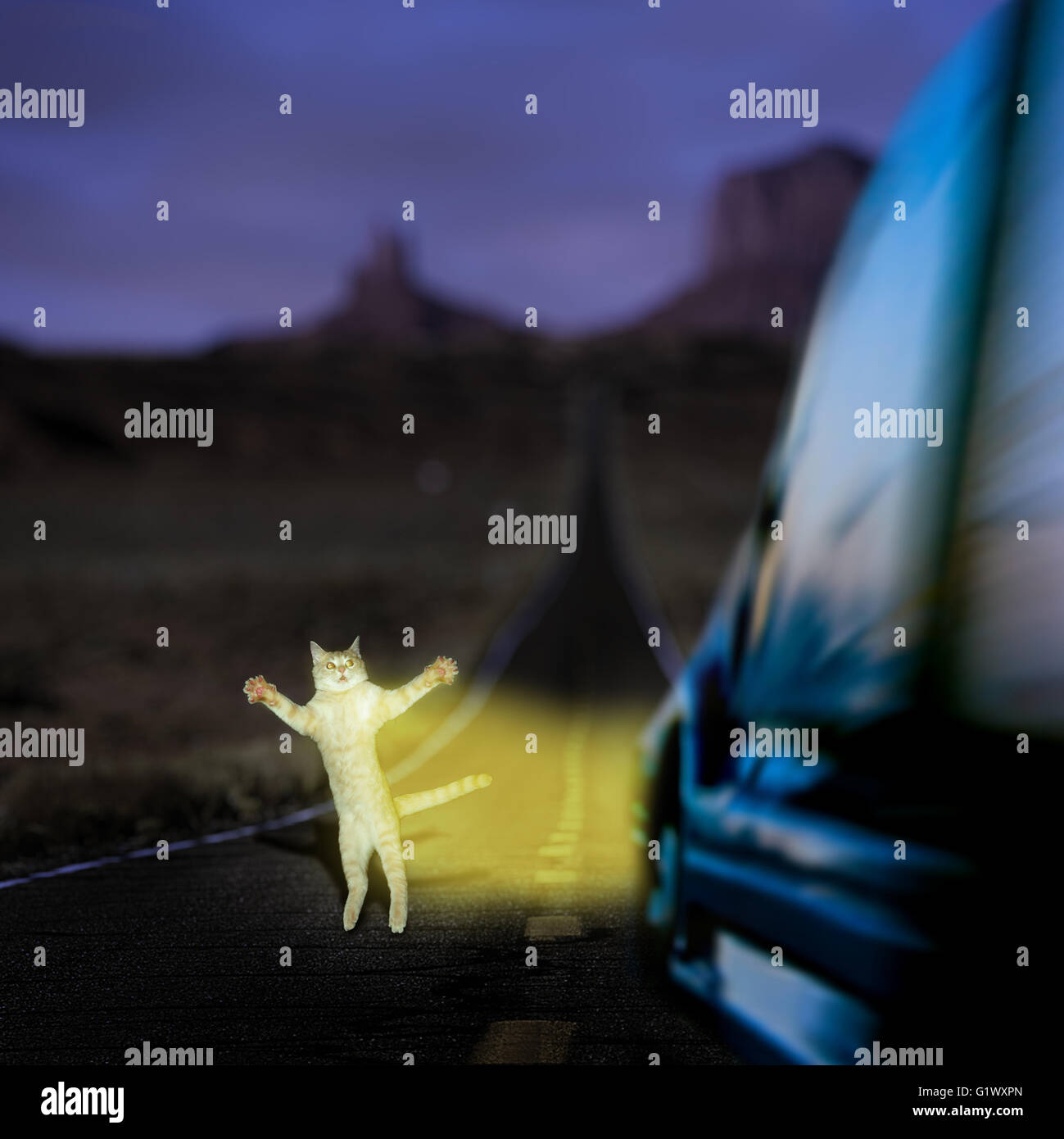 Funny cat is scared of car moving on the night road Stock Photo - Alamy