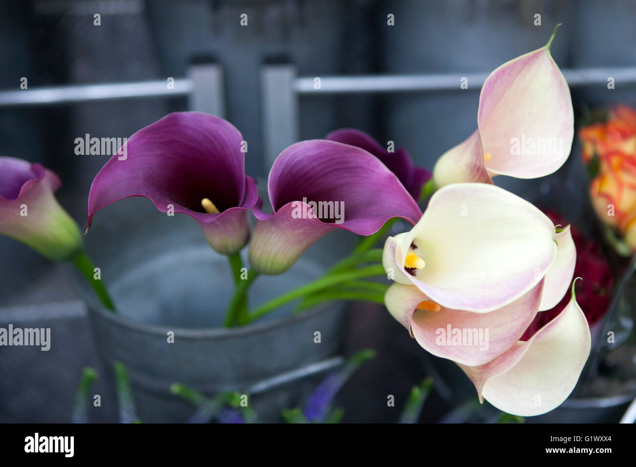 purple Calla lilies Stock Photo - Alamy