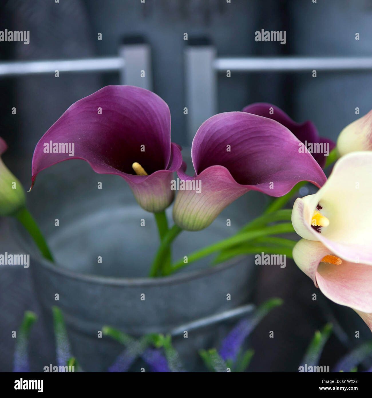 Vibrant purple calla lilies hi-res stock photography and images - Alamy