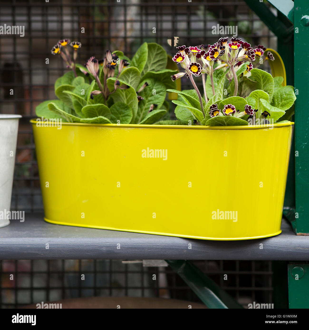 purple yellow primulas in iron basket Stock Photo - Alamy