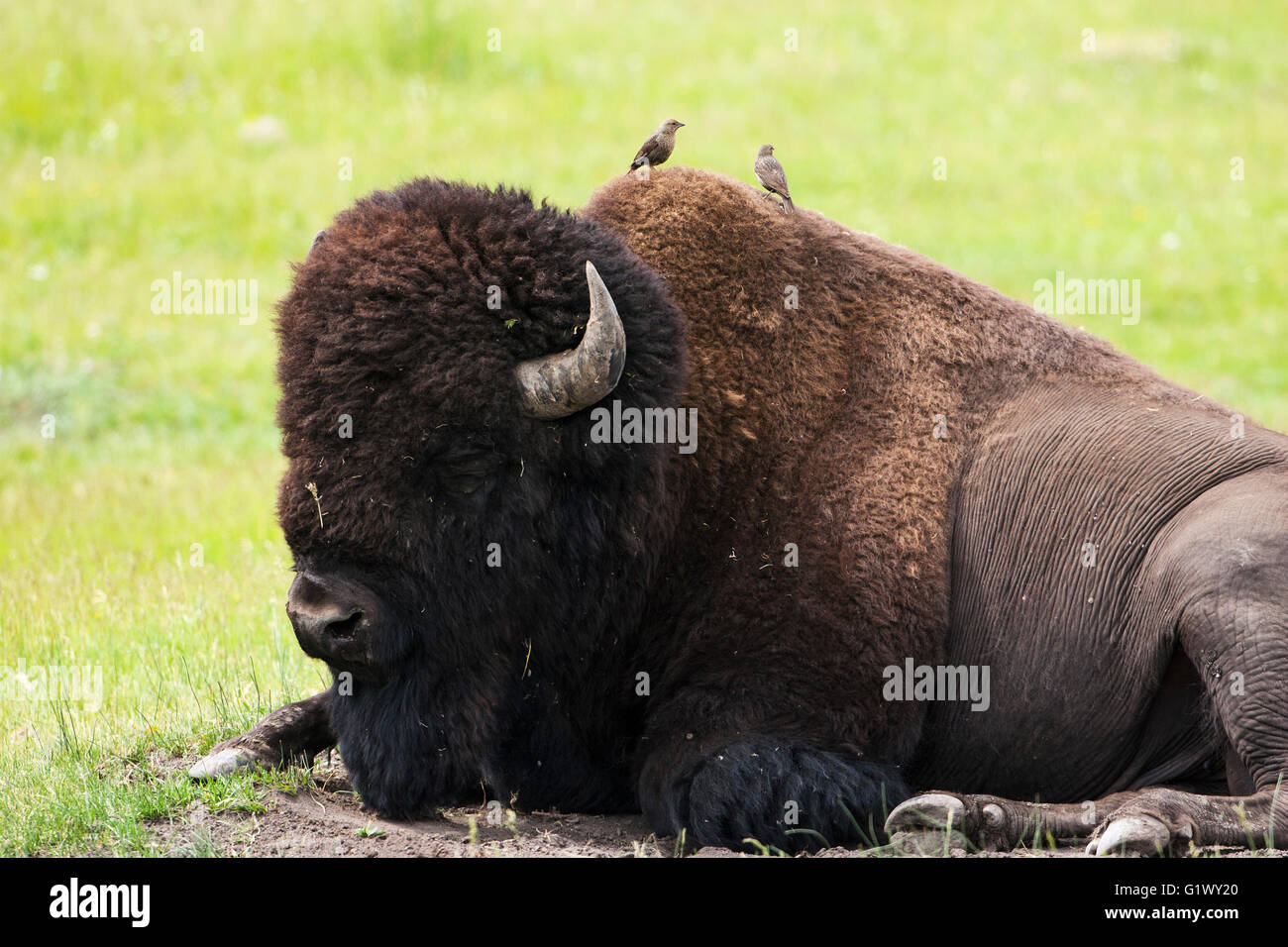Adult bull bison bison bison hi-res stock photography and images - Alamy