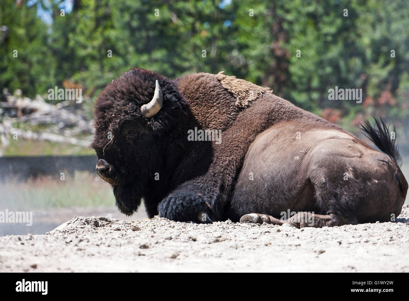 American bison Bison bison bull resting beside Churning Cauldron Hayden ...