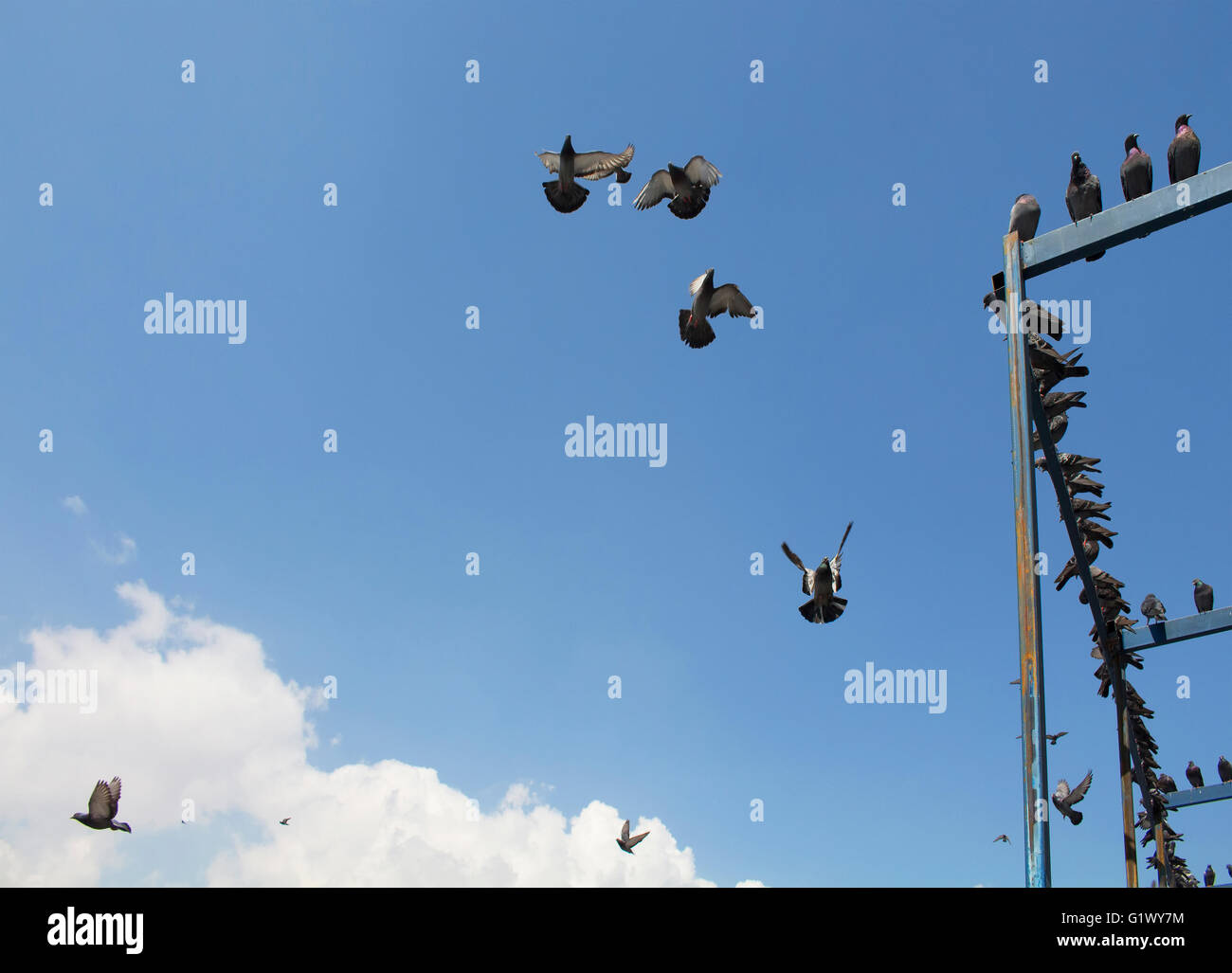 Pigeons flying in front of Yeni mosque in Eminonu/Istanbul Stock Photo ...