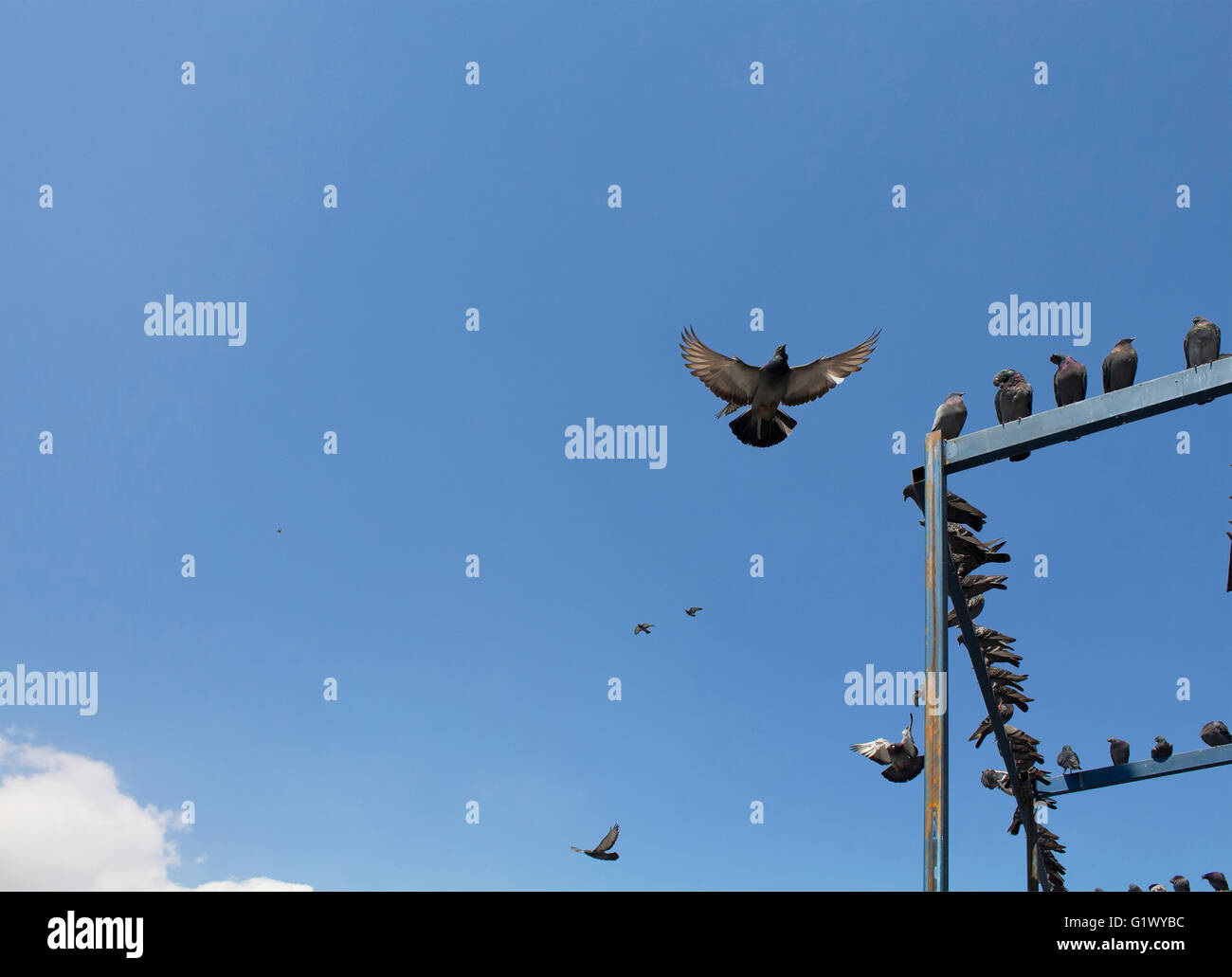 Pigeons flying in front of Yeni mosque in Eminonu/Istanbul Stock Photo ...