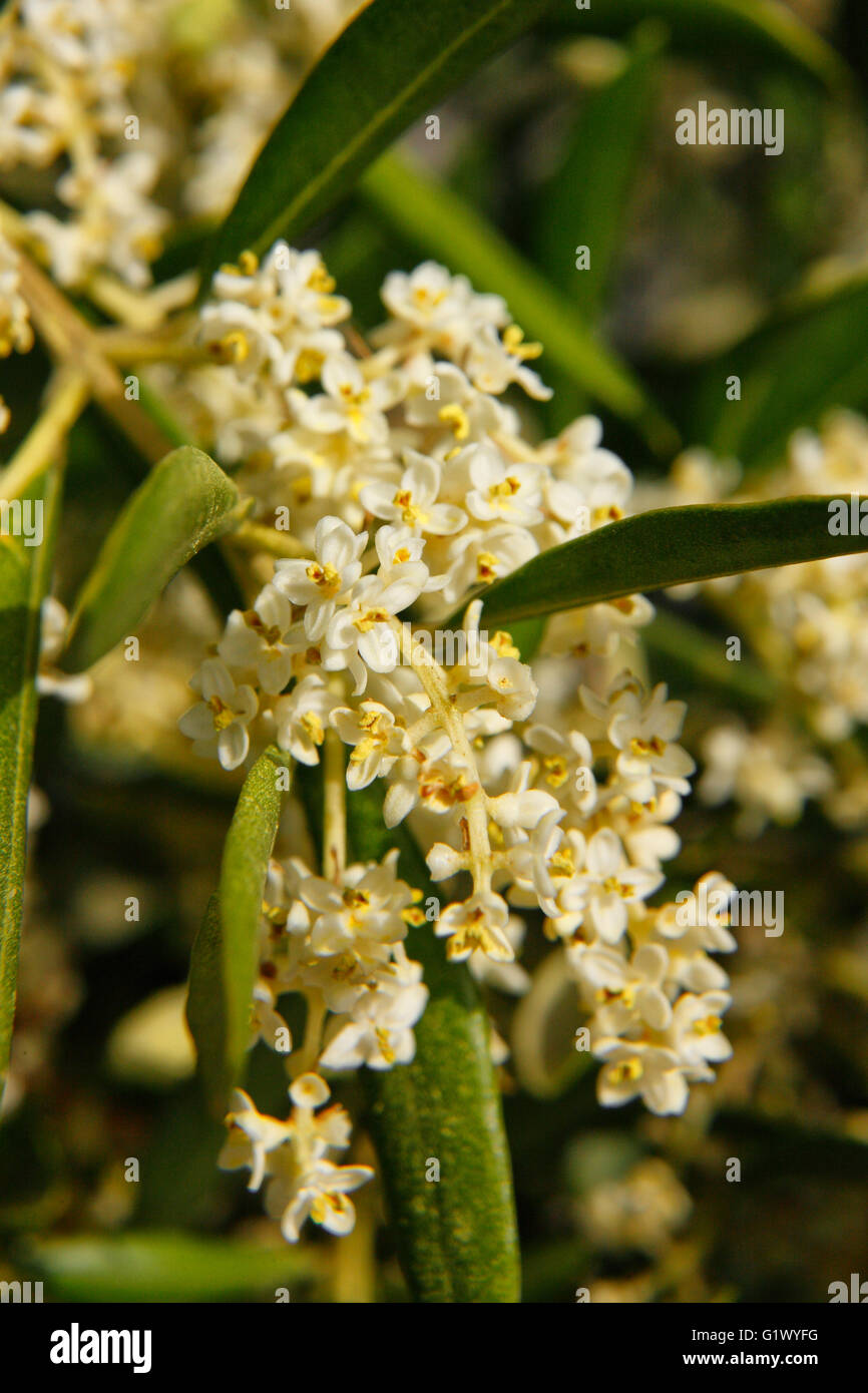 Olive blossom hi-res stock photography and images - Alamy