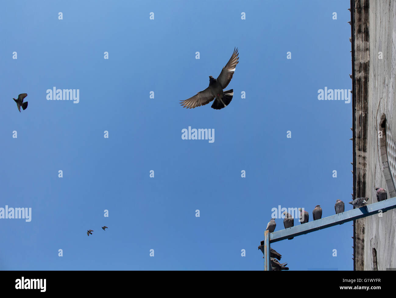 Pigeons flying in front of Yeni mosque in Eminonu/Istanbul Stock Photo ...