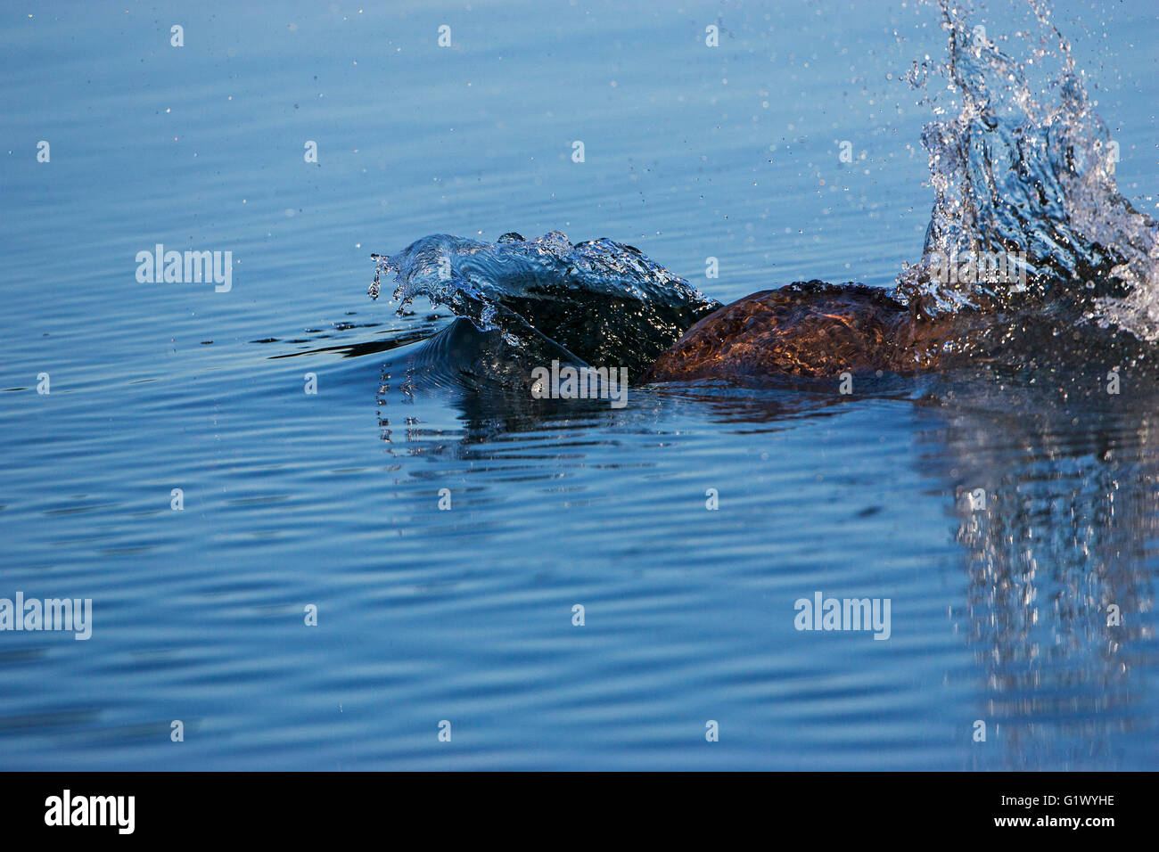 American beaver Castor canadensis splashing its tail as an alarm signal ...