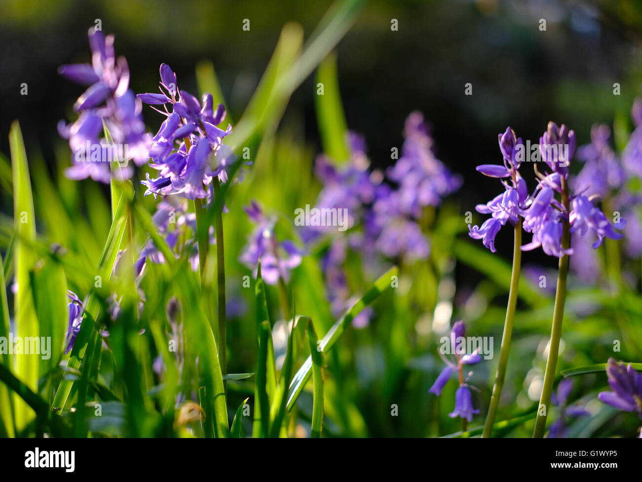 Bluebells tree trunk sun grass hi-res stock photography and images - Alamy