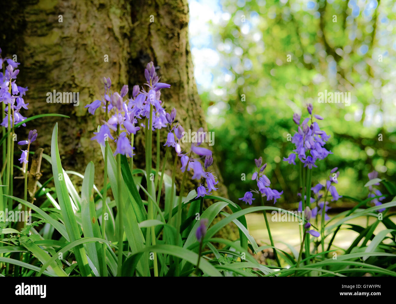 Bluebells tree trunk sun grass hi-res stock photography and images - Alamy