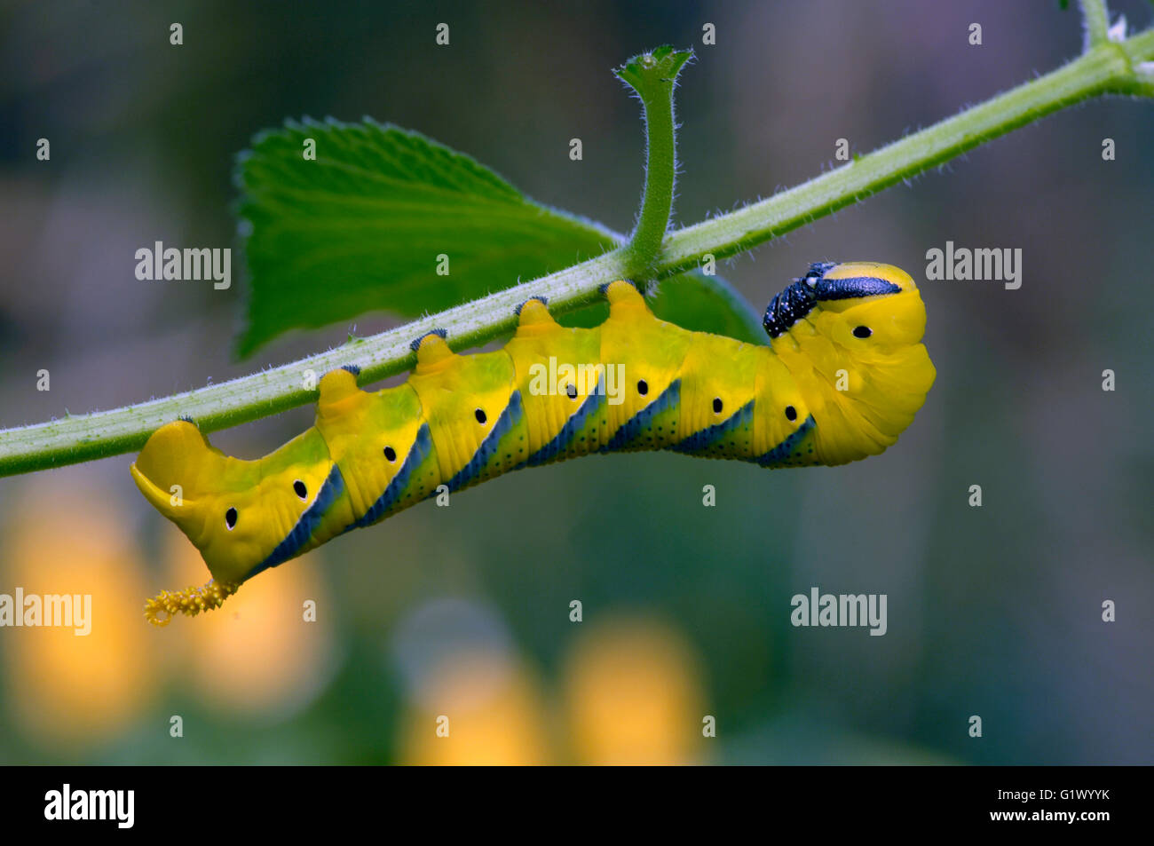 Butterfly caterpillar walking on leave Stock Photo - Alamy