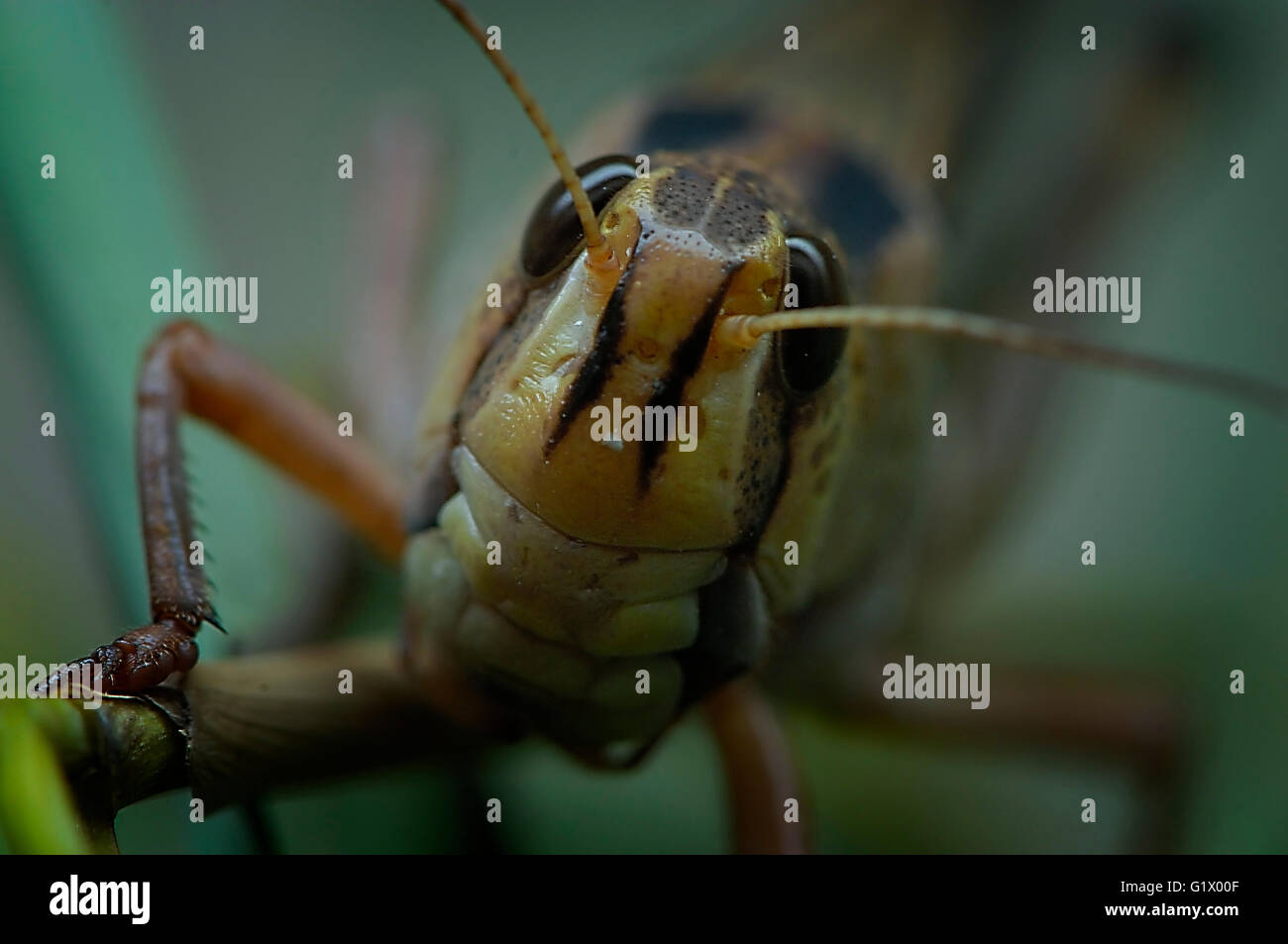 Giant grasshopper hi-res stock photography and images - Alamy