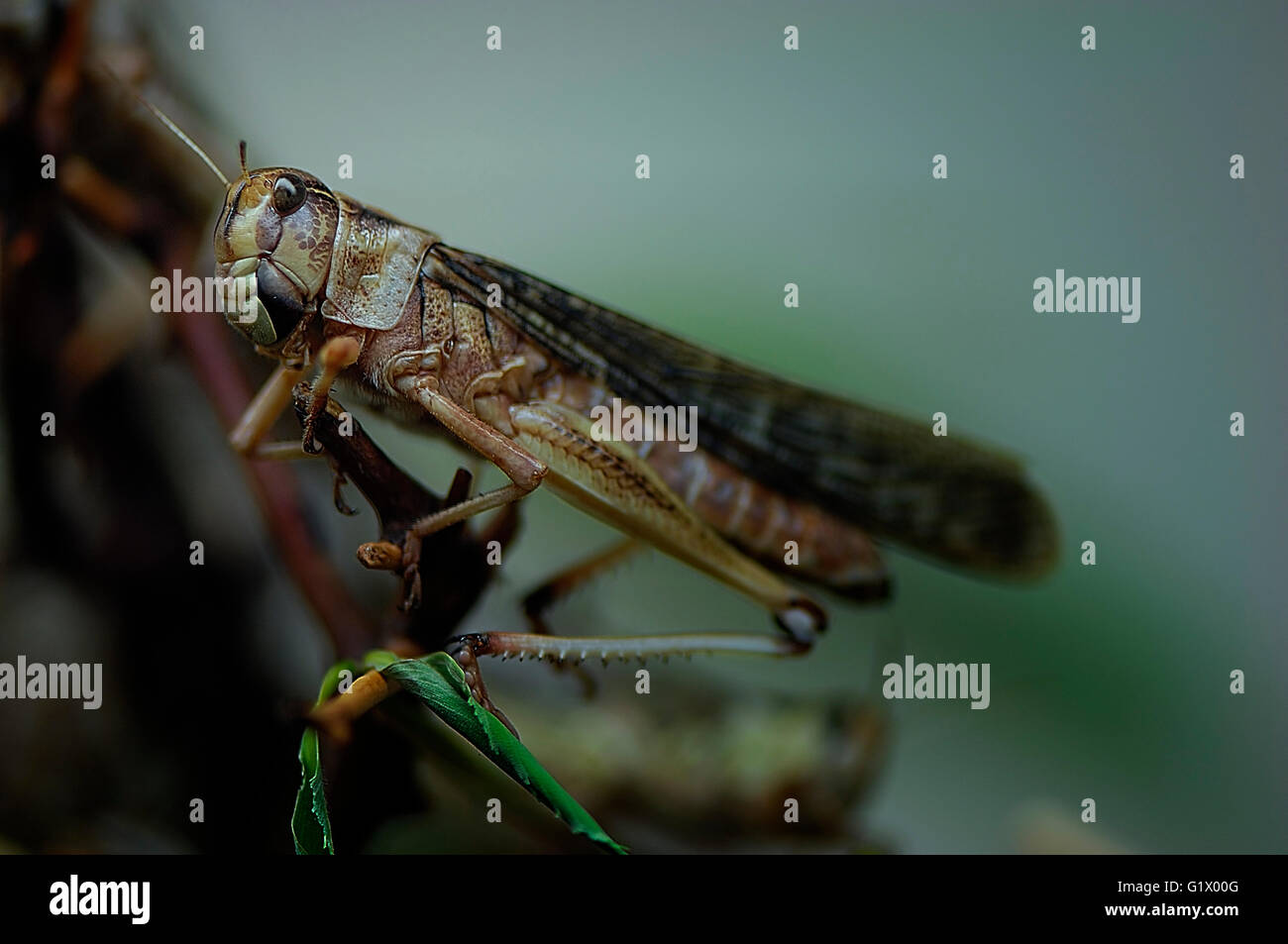 Giant grasshopper hi-res stock photography and images - Alamy