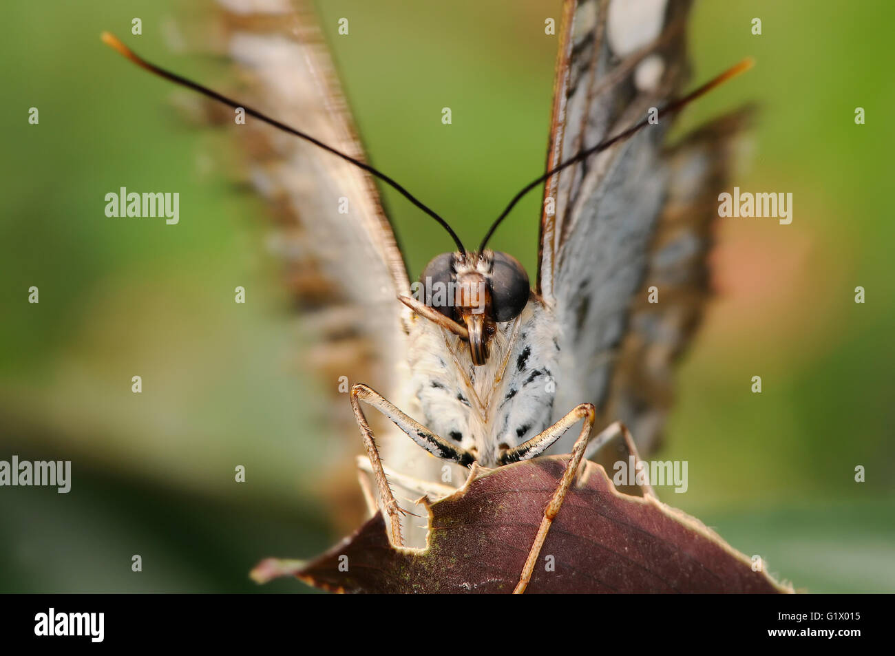 Butterfly, front view Stock Photo - Alamy
