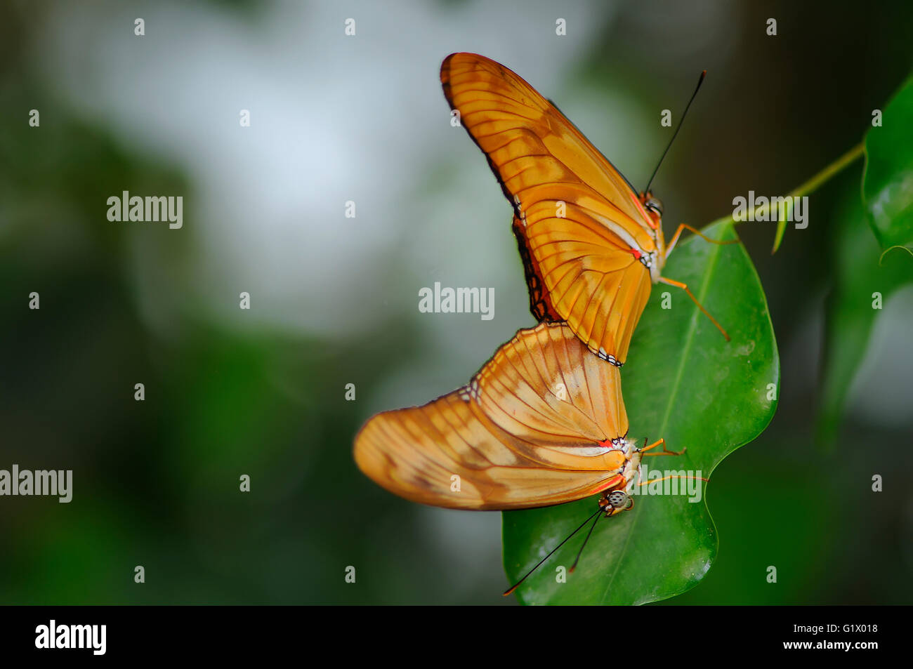 Butterfly pairing on plant Stock Photo - Alamy