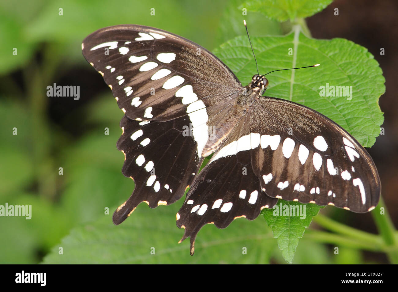 Demodocus hi-res stock photography and images - Alamy