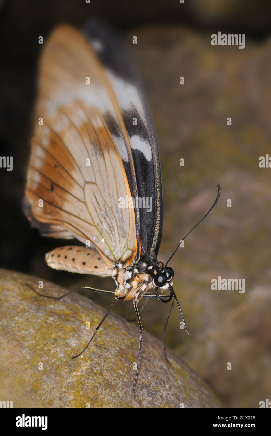 Butterfly resting on leave Stock Photo - Alamy