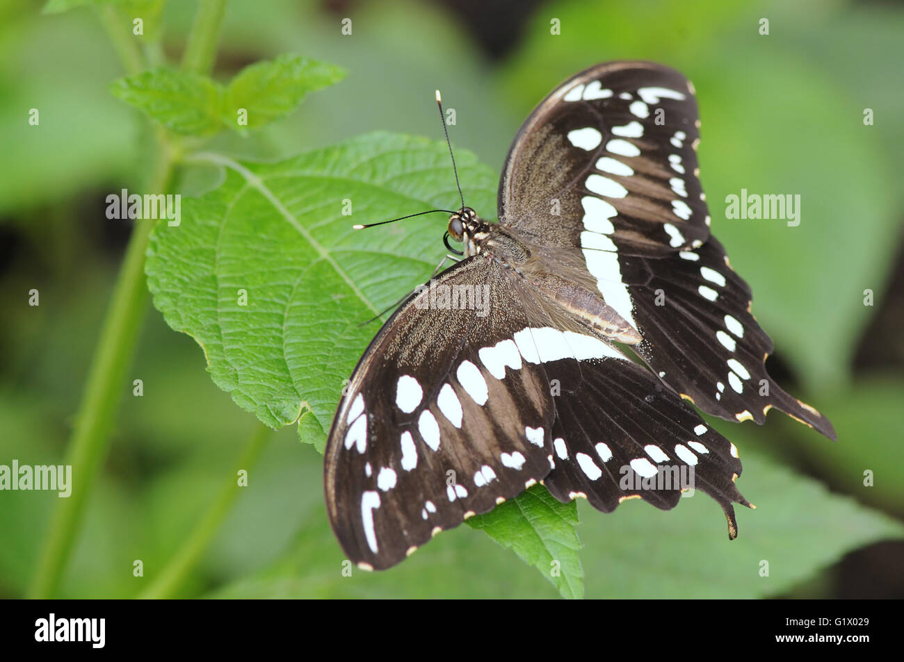 Demodocus Stock Photos & Demodocus Stock Images - Alamy