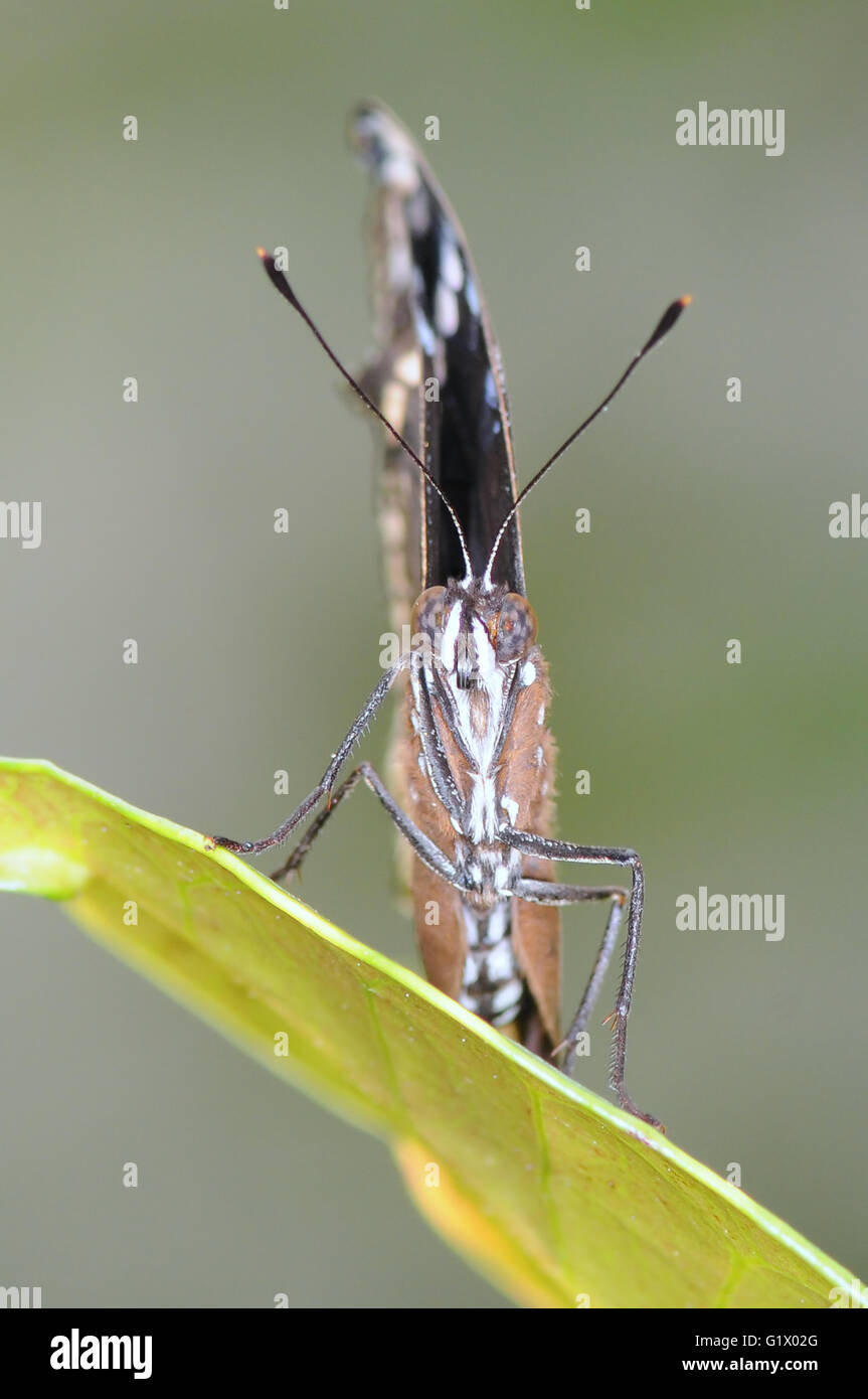 Butterfly, front view Stock Photo - Alamy