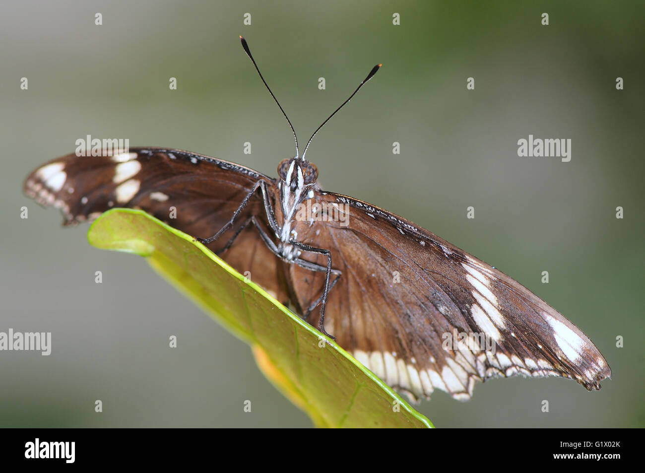 Butterfly, Euides isabella - Isabella Stock Photo - Alamy