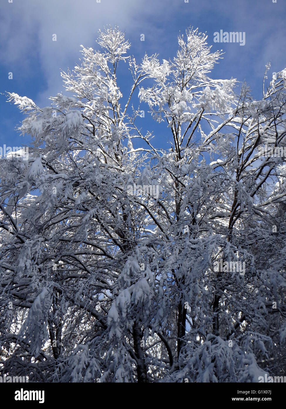 Beautiful winter landscape with snow covered trees Stock Photo - Alamy