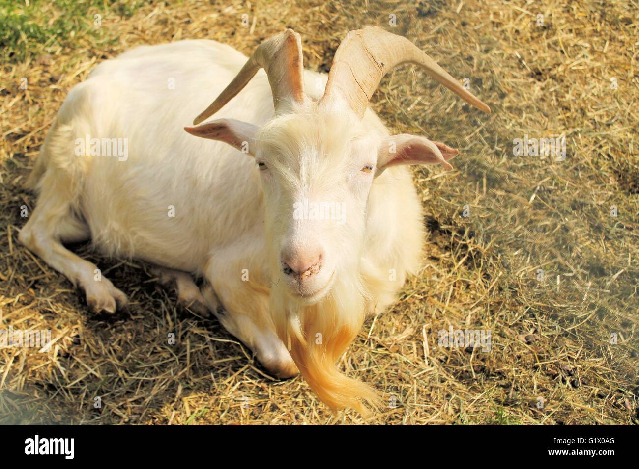 Billy goat sheep hi-res stock photography and images - Alamy