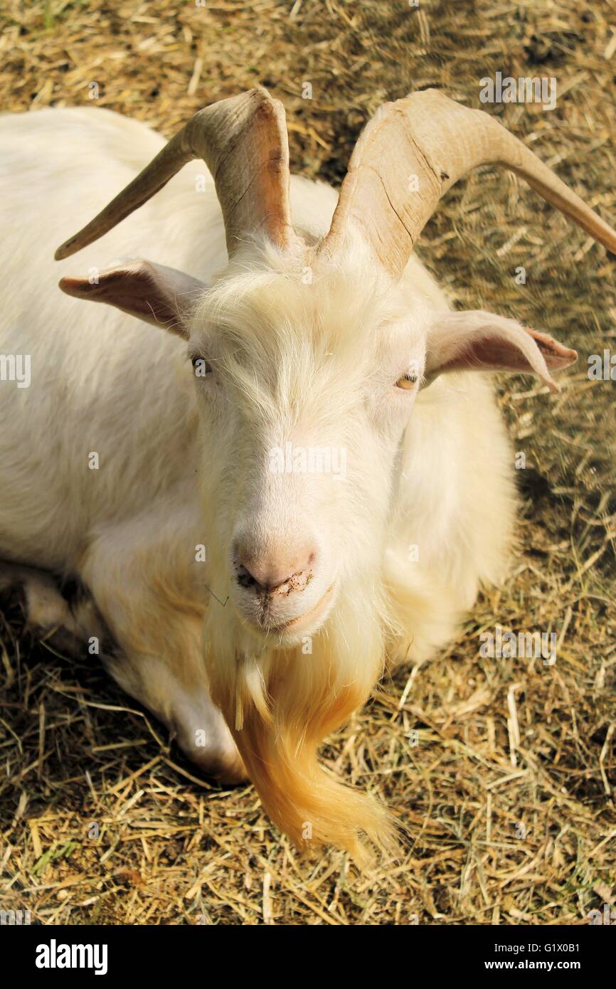 Goat in the farm house Stock Photo - Alamy