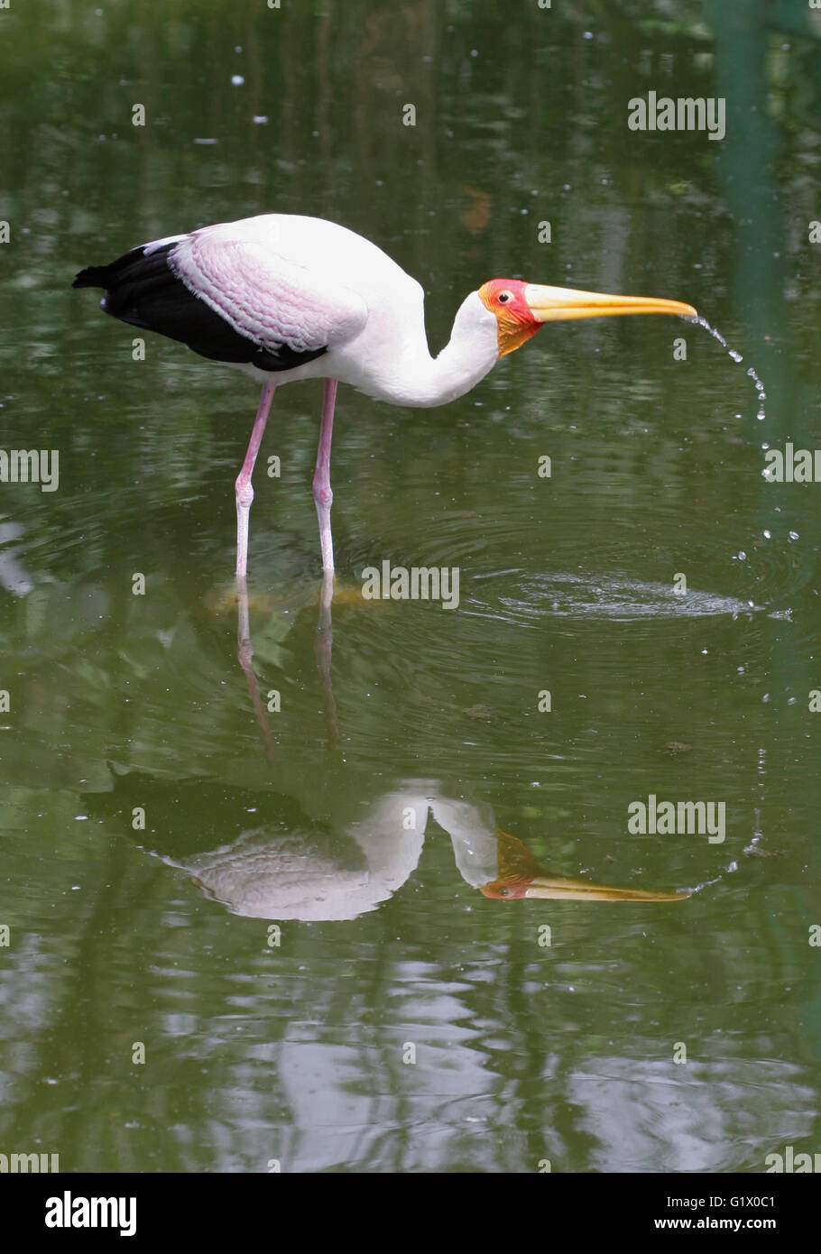 Yellow-Billed Stork standing in water Stock Photo - Alamy