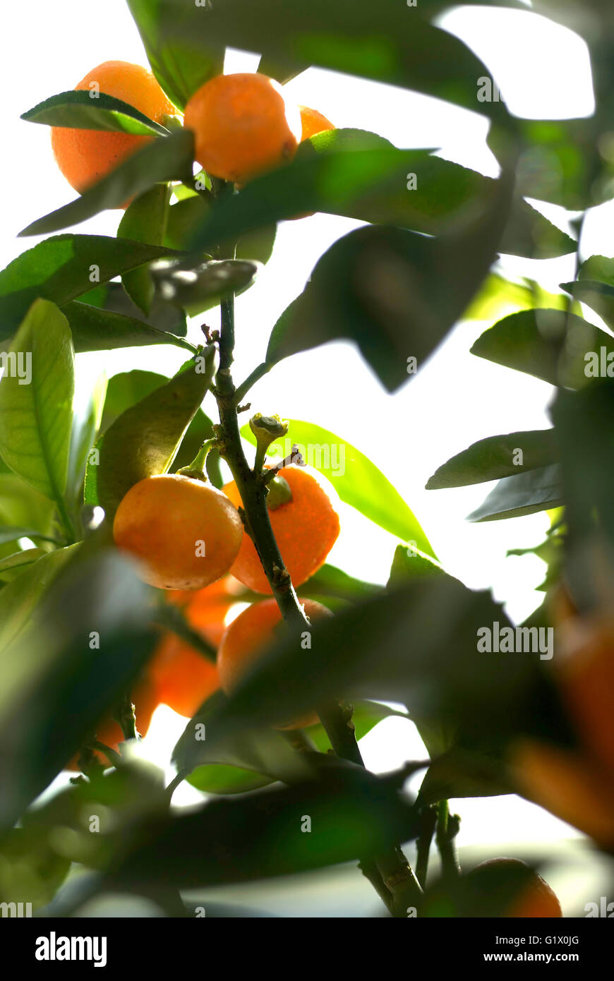 Ornamental Orange tree in pot Stock Photo - Alamy
