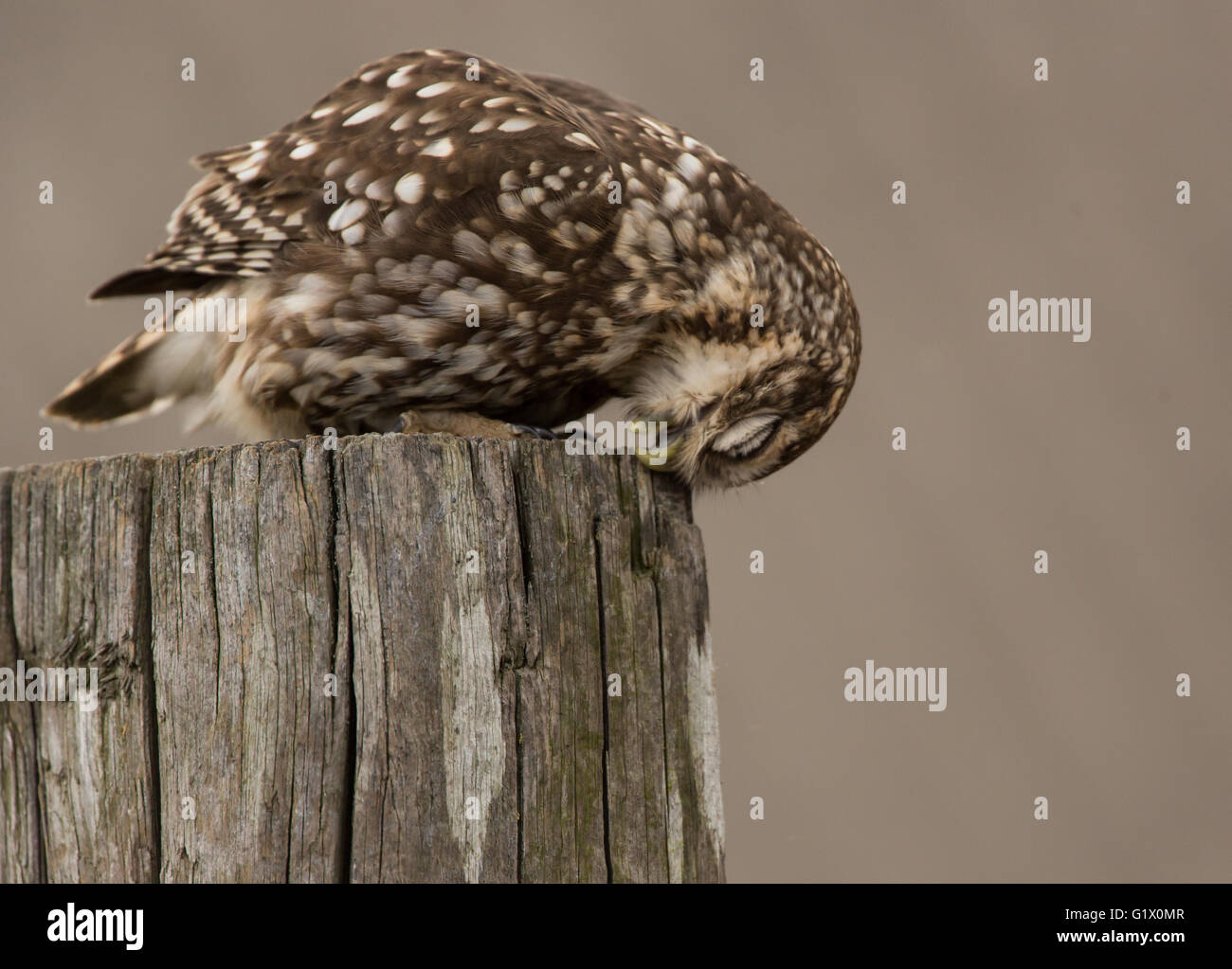 Little owl cleaning hi-res stock photography and images - Alamy