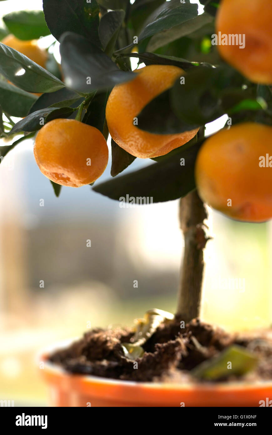 Fruit tree in pot hi-res stock photography and images - Alamy