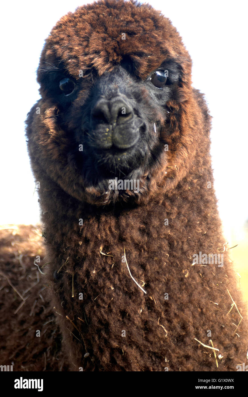 Spit coat hi-res stock photography and images - Alamy