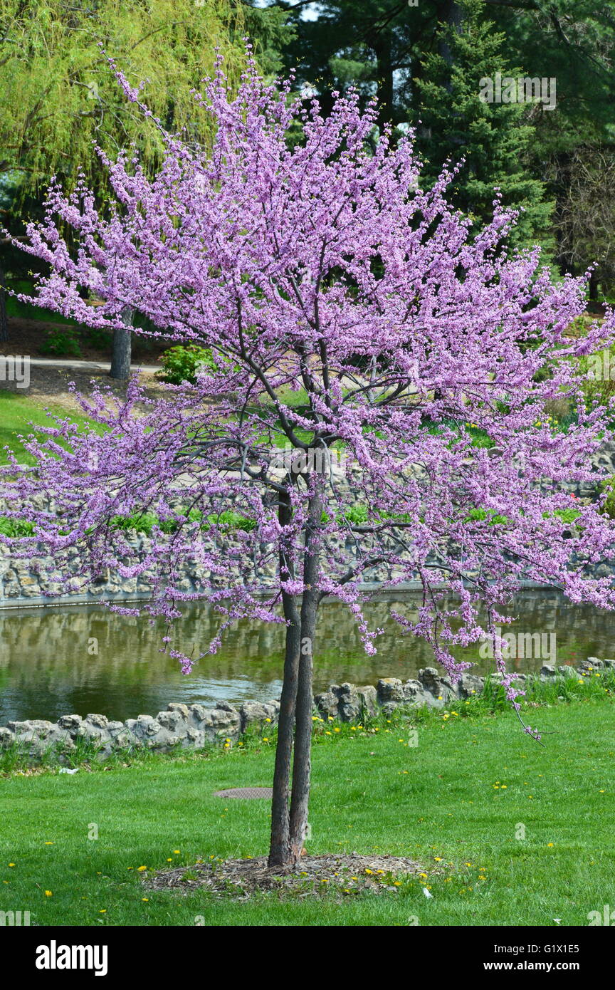 Lilacs tree hi-res stock photography and images - Alamy