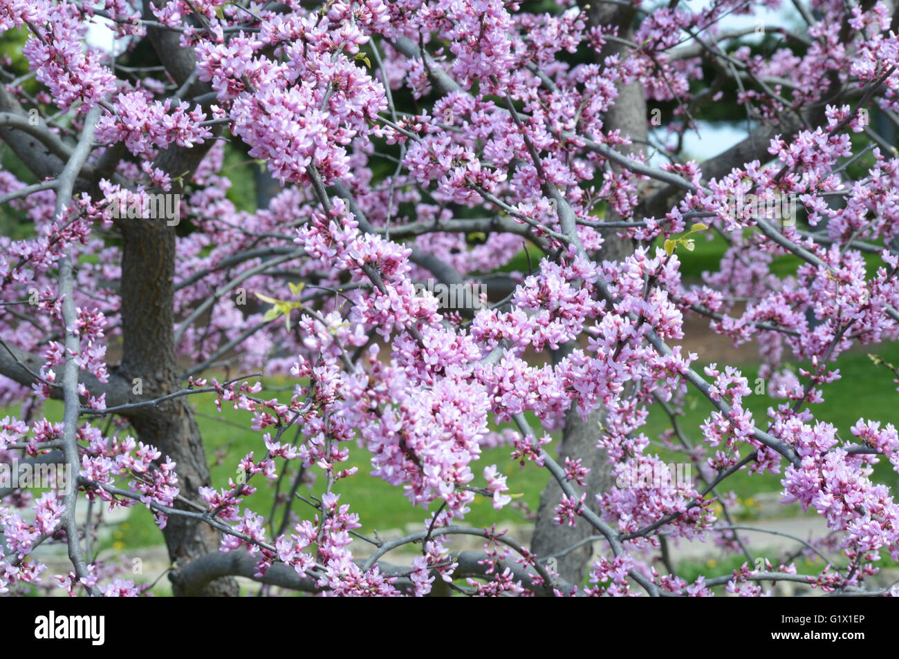 Lilacs tree hi-res stock photography and images - Alamy