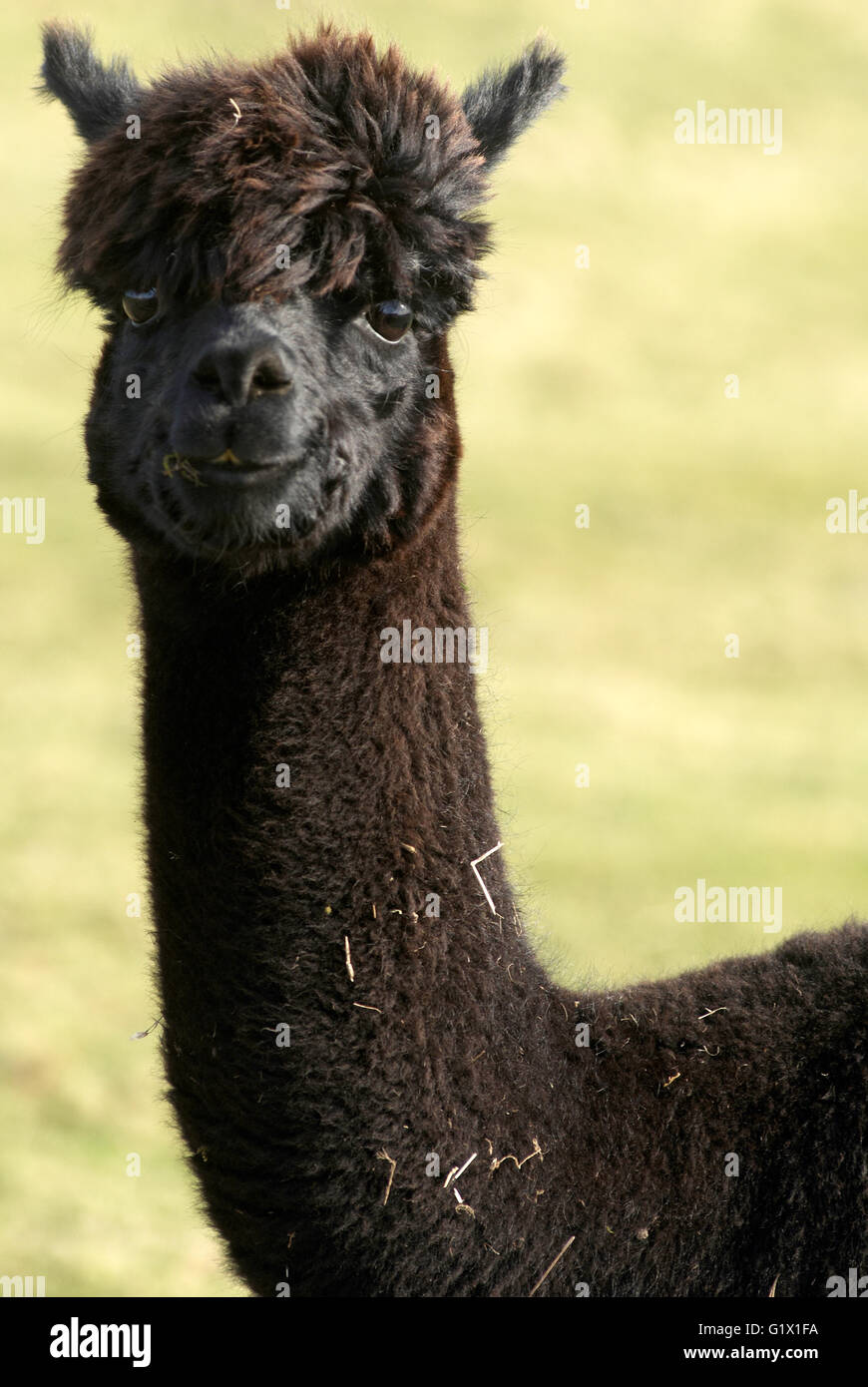 Spit coat hi-res stock photography and images - Alamy