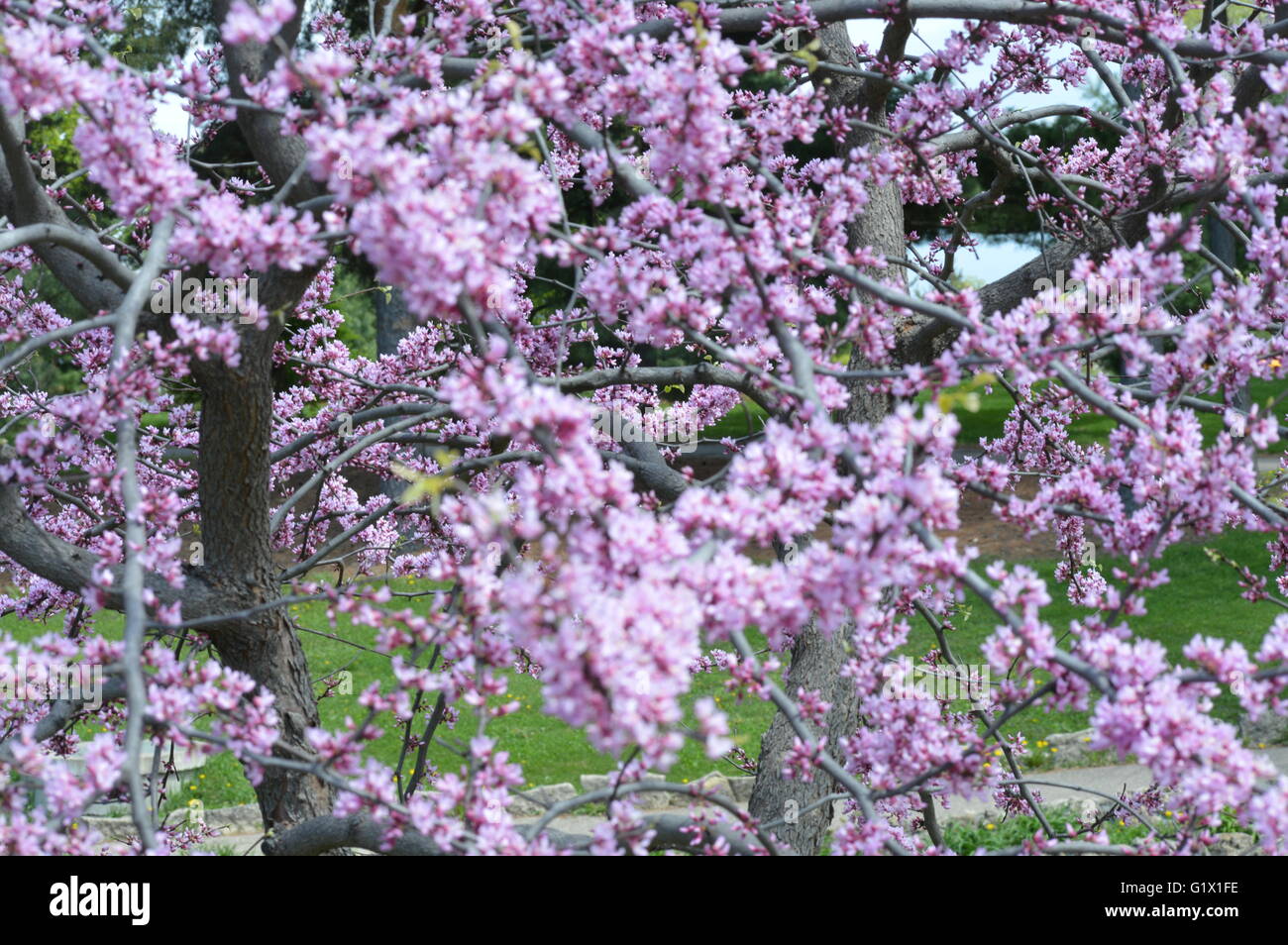 Lilacs tree flower hi-res stock photography and images - Alamy