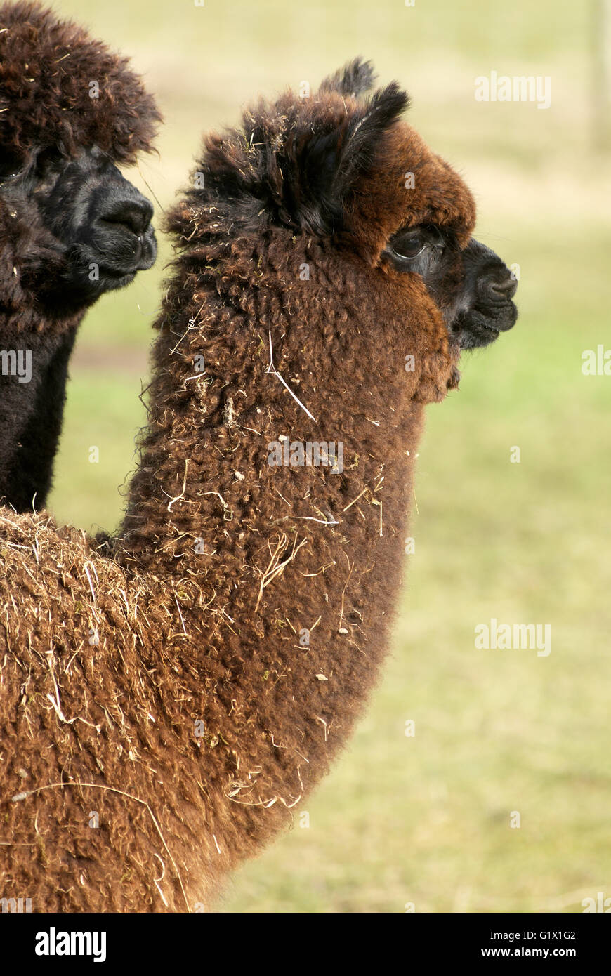Spit coat hi-res stock photography and images - Alamy