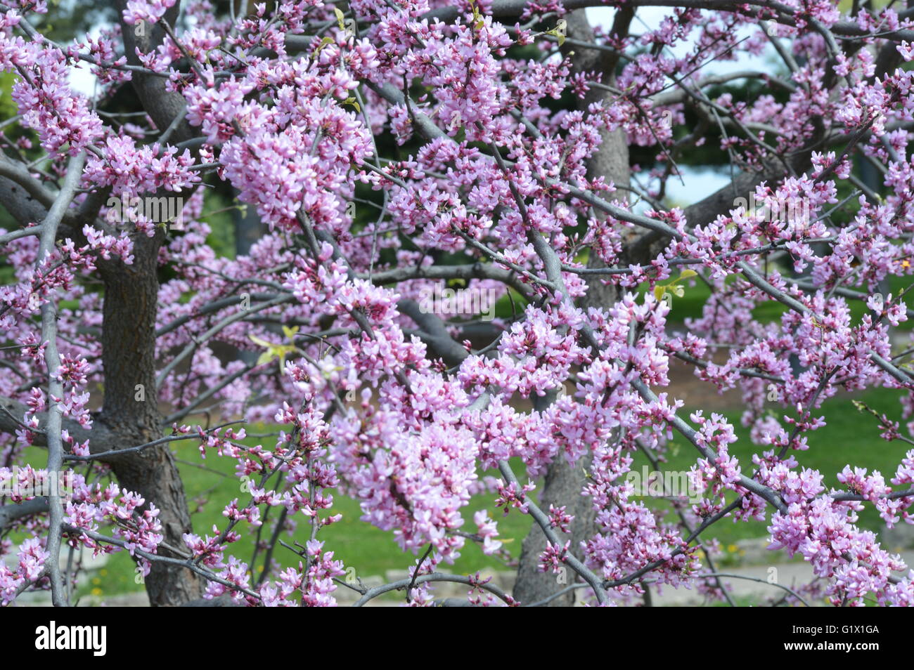 Lilacs tree flower hi-res stock photography and images - Alamy