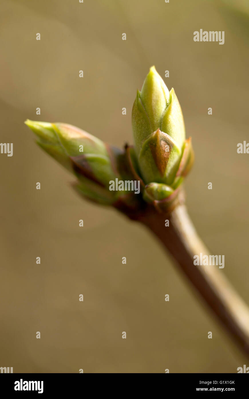 When buds burst hi-res stock photography and images - Alamy